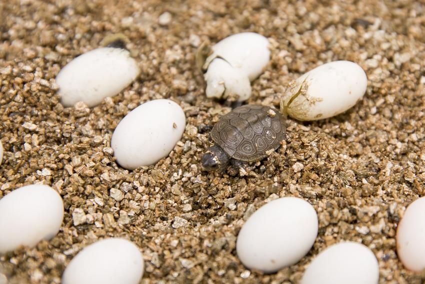 Picture Stockton...Giving Terrapins a Second Chance - News | Stockton ...