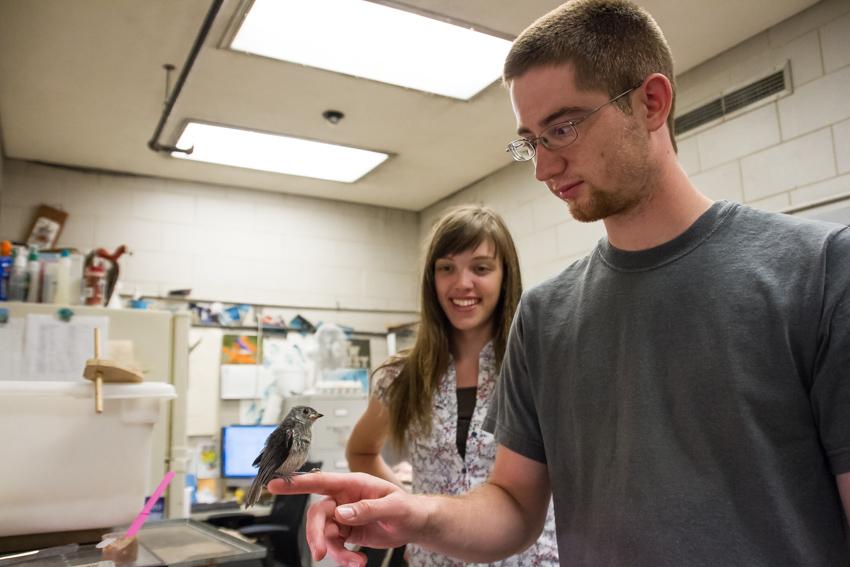 Picture Stockton...Using Art to Save Birds - News | Stockton University